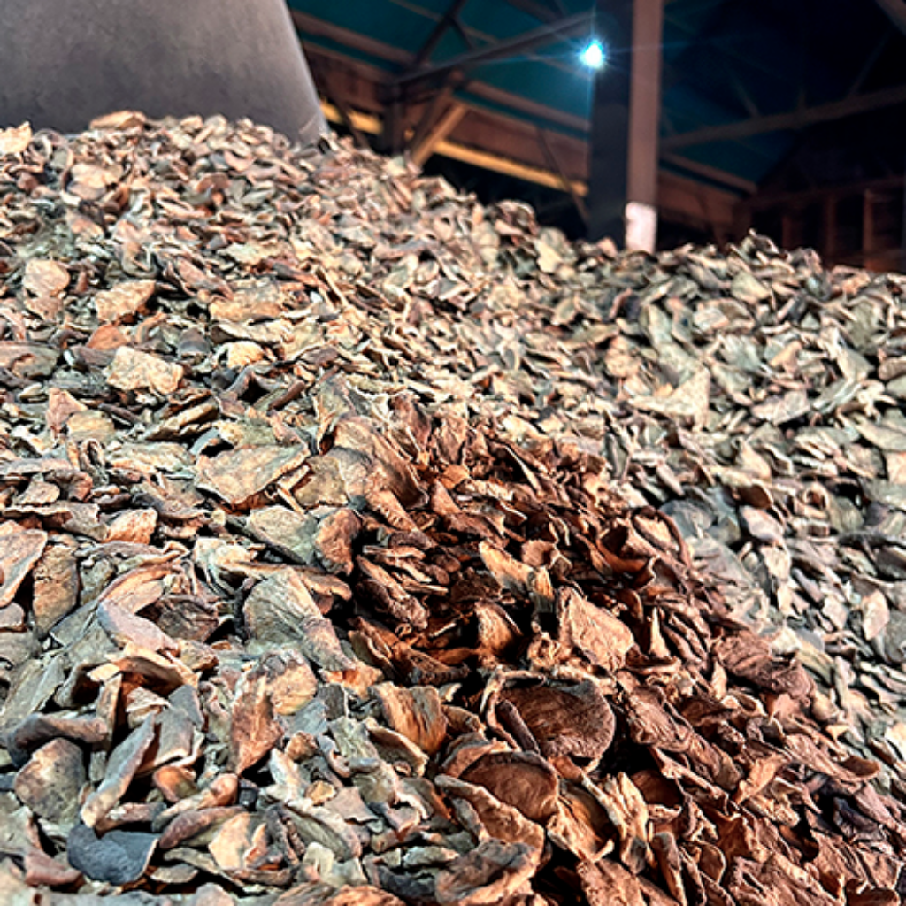 Dried chicory strips | Chicorée Leroux